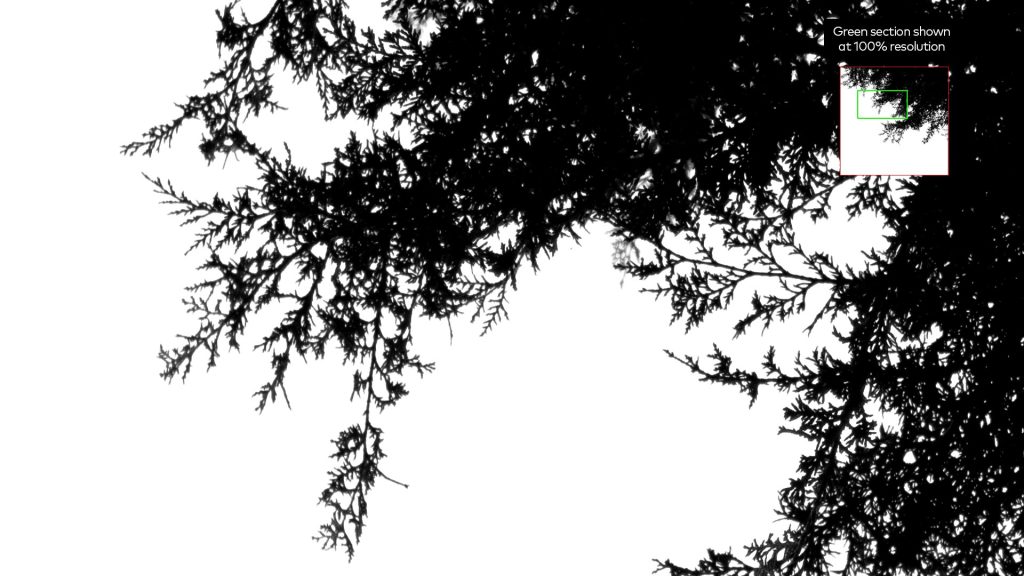 Gobos: Trees 02 • helloluxx